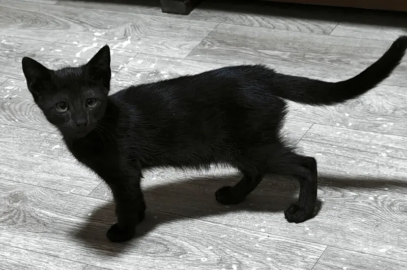 котята - BirBir